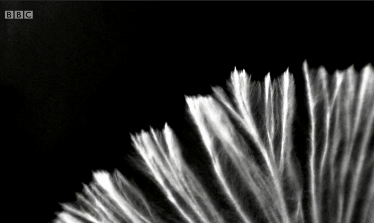 Mycorrhiza Basics — Kusamura Bonsai Club