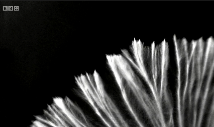 Mycorrhiza Basics — Kusamura Bonsai Club