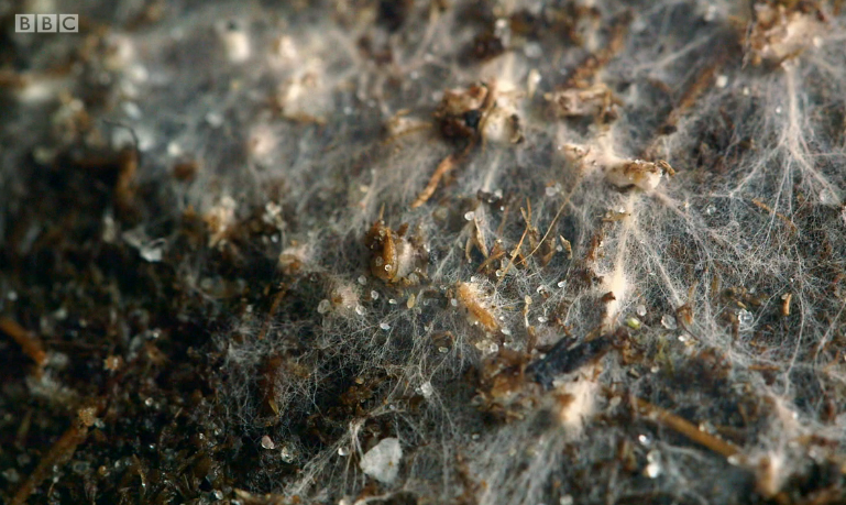 Mycorrhiza Basics — Kusamura Bonsai Club
