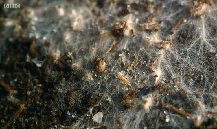 Mycorrhiza Basics — Kusamura Bonsai Club