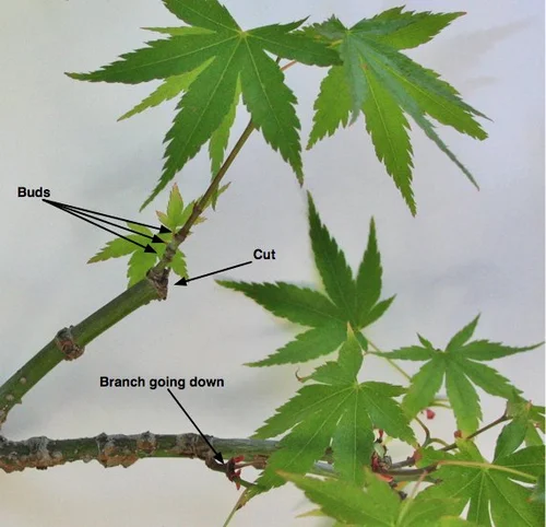 Maple Pruning Basics — Kusamura Bonsai Club
