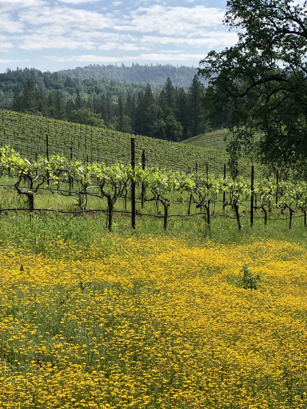 About 1 — Narrow Gate Vineyards
