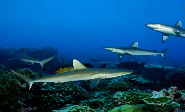 Shark Gallery — Peter Benchley