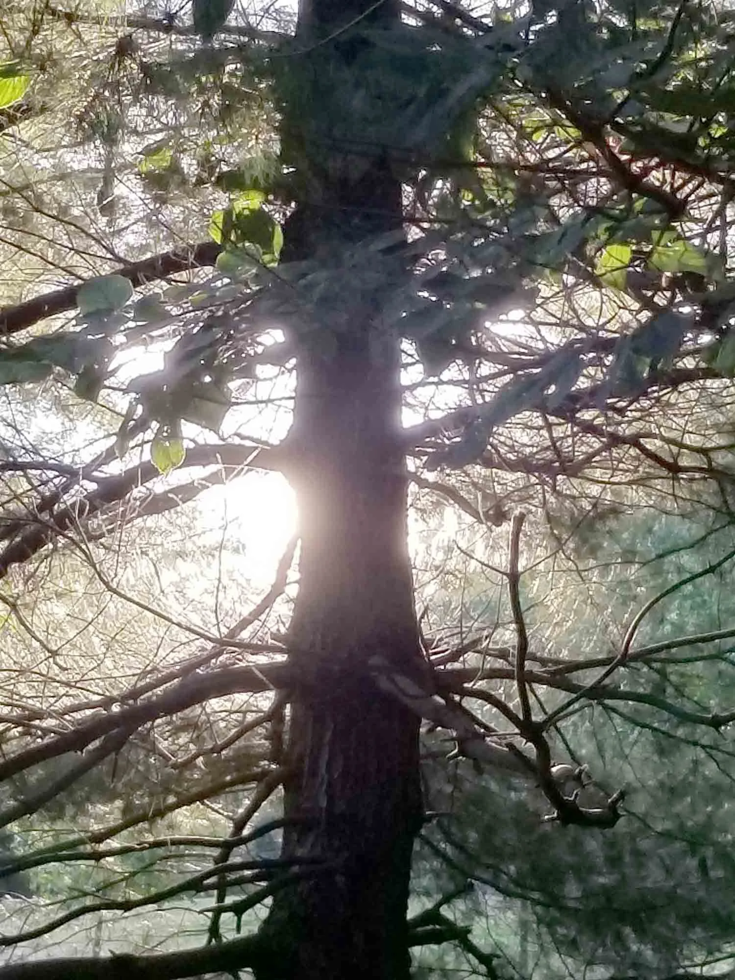 Jane Weedon, PT - Integrative Physical Therapy & Healing Arts