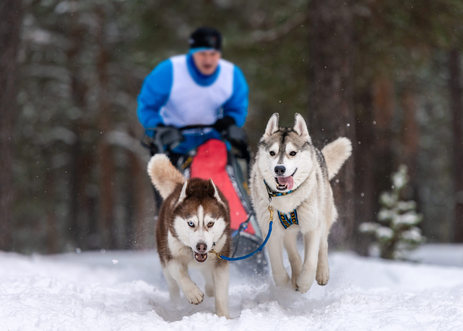 Dog and Cat Unit Study Ideas for Homeschool Families — Listening Sheep