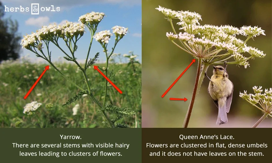 Medicinal Benefits of Yarrow