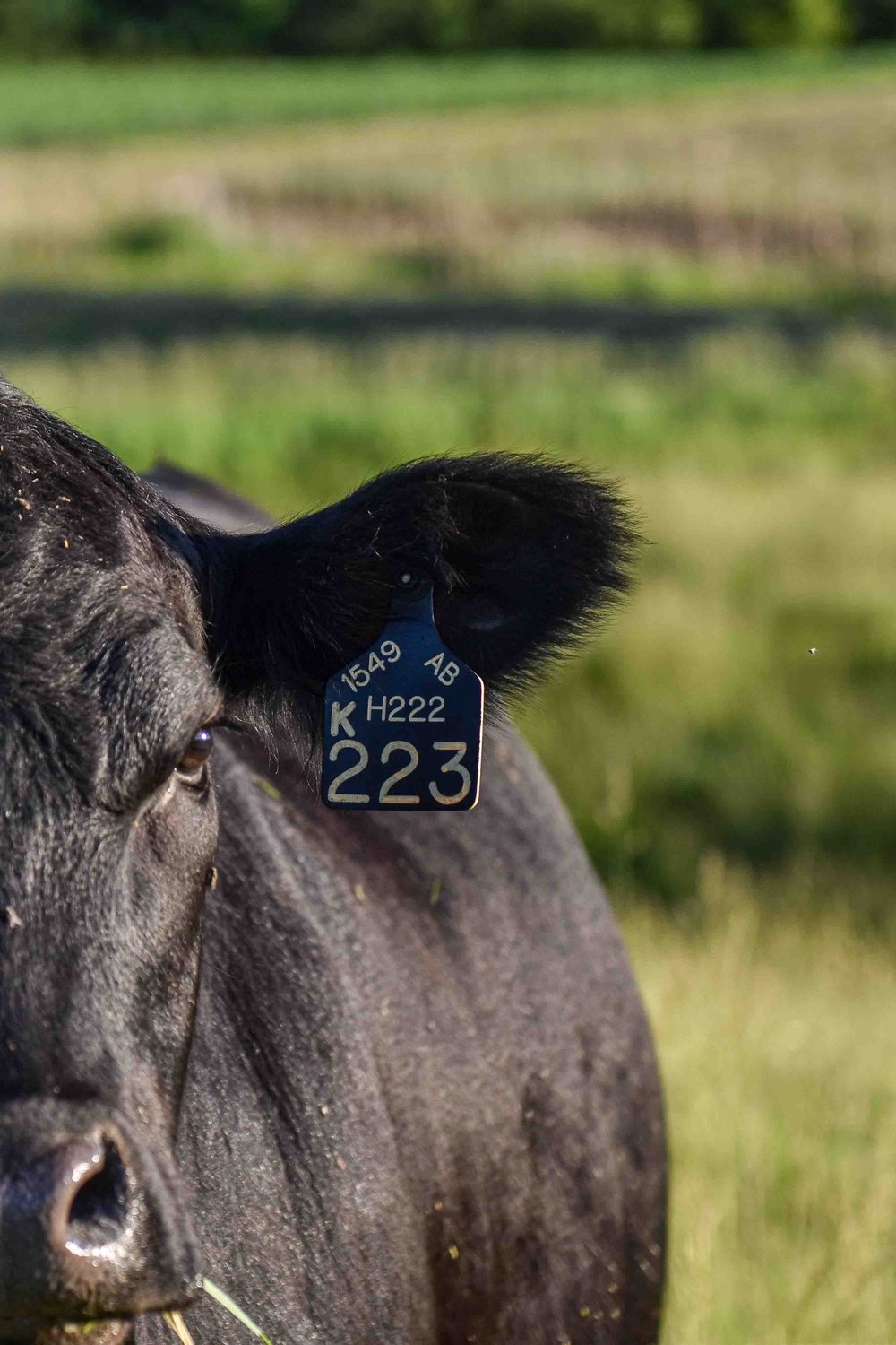 Custom Engraged Livestock Ear Tags - cattle, pigs, sheep, goats, etc ...
