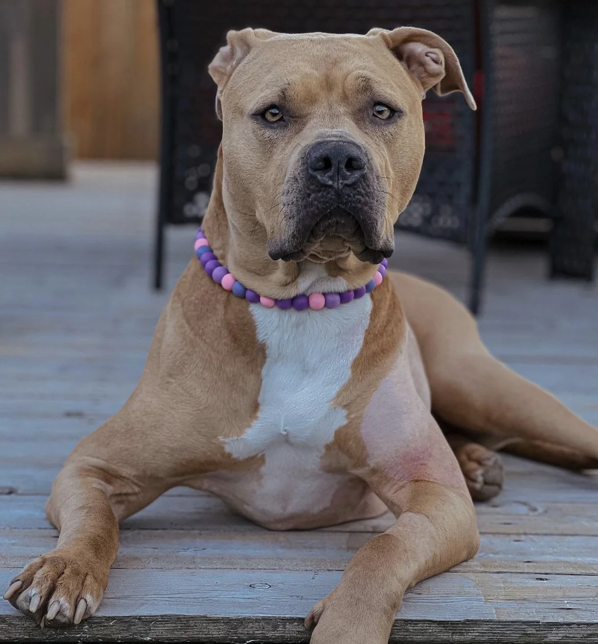 Rivet Dawg Bead Collars
