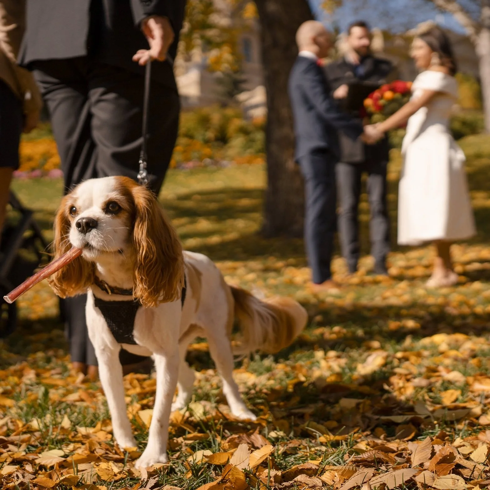 Wedding Toast Closing Quotes