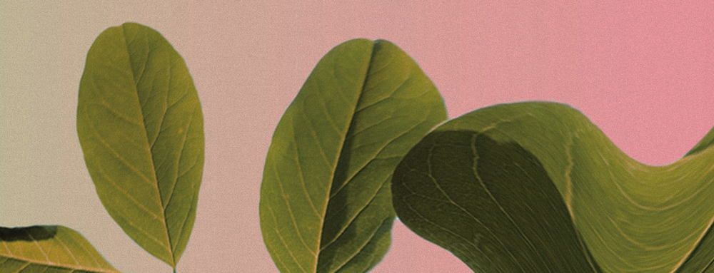 Centre for Climate Psychology - Nurturing collective wisdom in times of ...