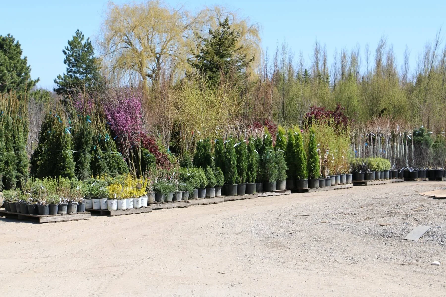 Gauld Nurseries: Where Beautiful Gardens Begin