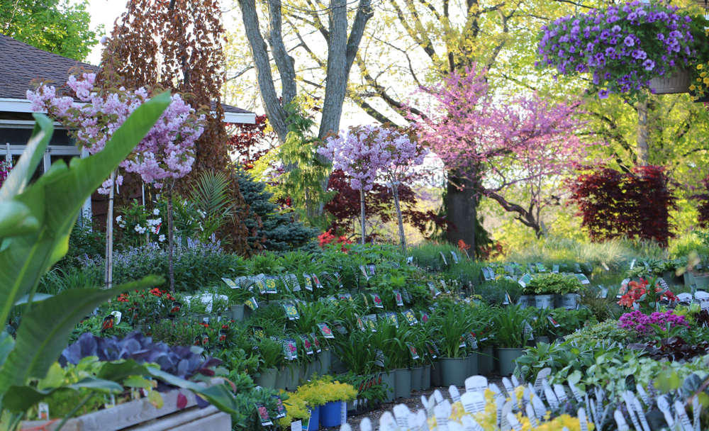 Southern Ontario Planting Zones Explained for Gardeners — Gauld Nurseries