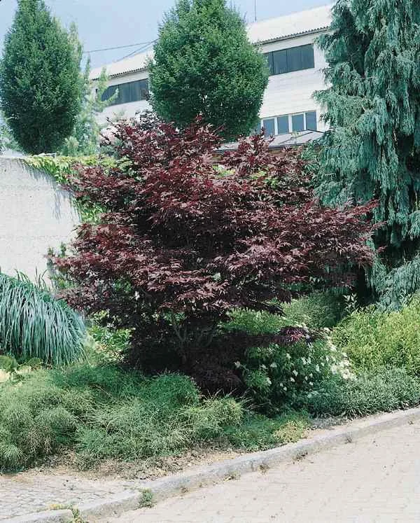 Explore Beautiful Deciduous Trees for Your Landscape — Gauld Nurseries