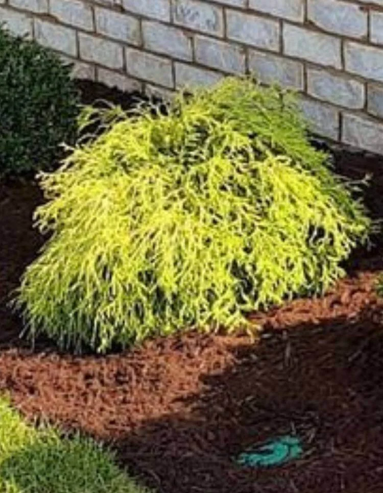 The Best Selection of Evergreen Trees & Shrubs — Gauld Nurseries