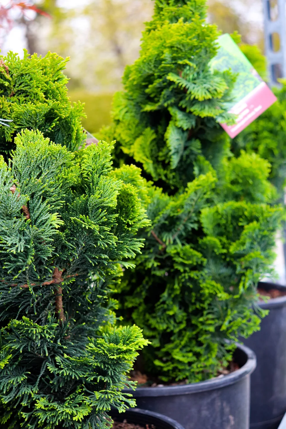 The Best Selection of Evergreen Trees & Shrubs — Gauld Nurseries