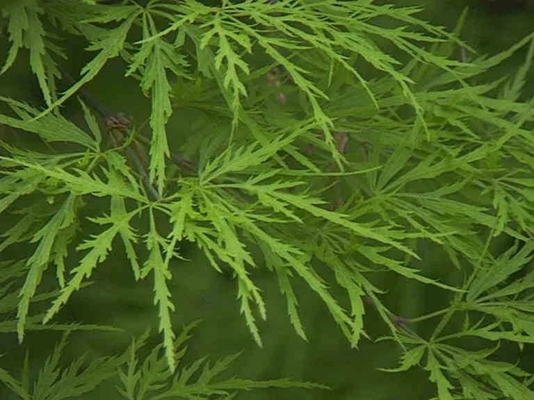 Deciduous Trees - Gauld Nurseries — Gauld Nurseries