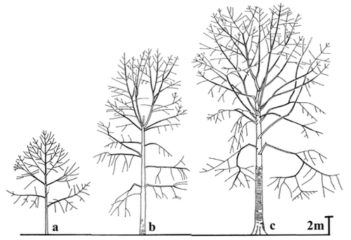 Tree Planting — Neil Motherway Tree Care | Quality, Professional Tree Work