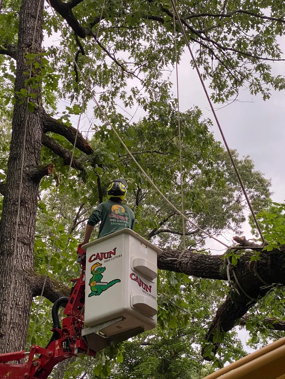 Tree Trimming — Cajun Tree Cutters