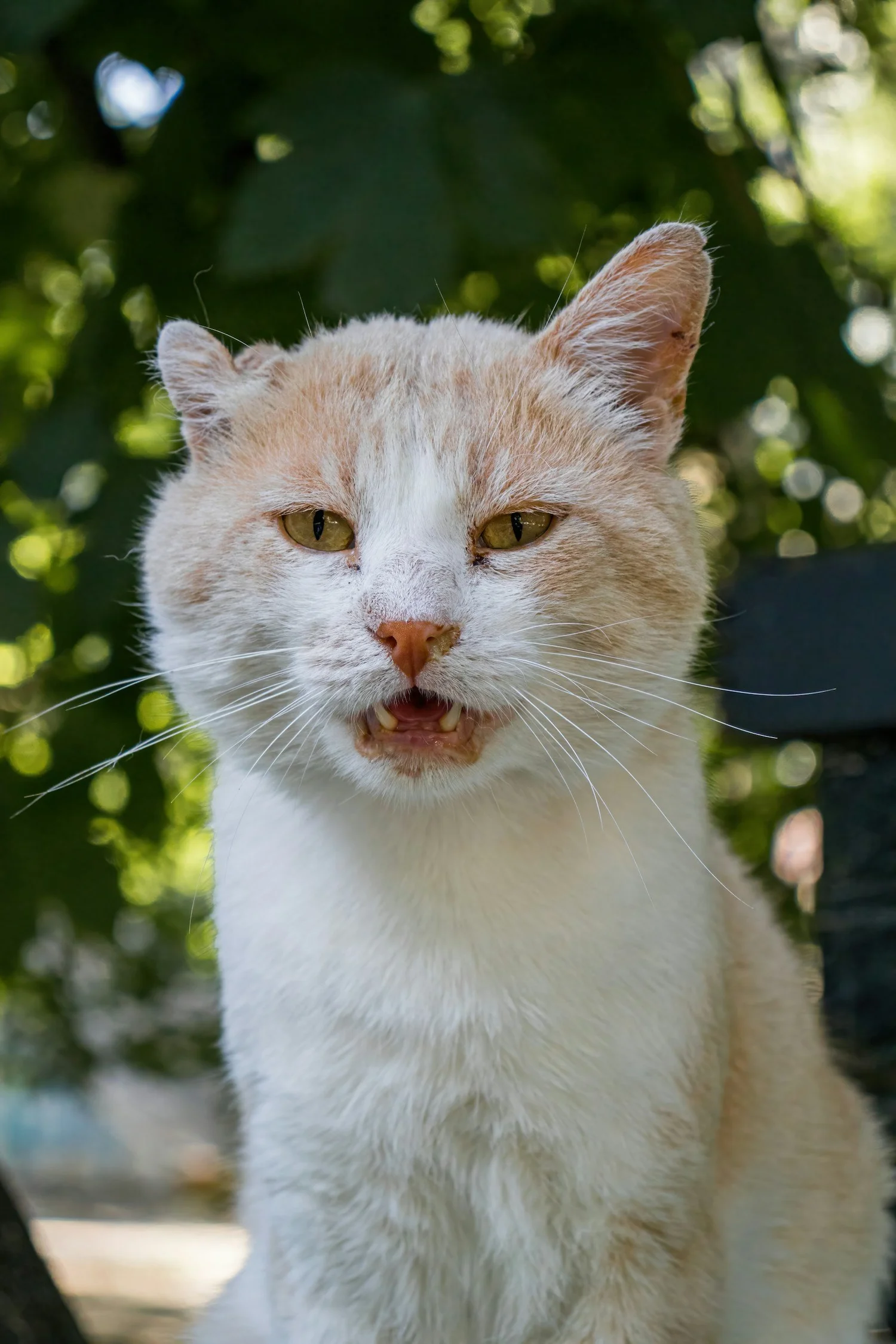 Tri-Cities TNR is a trap, neuter, return (TNR) program in the greater ...