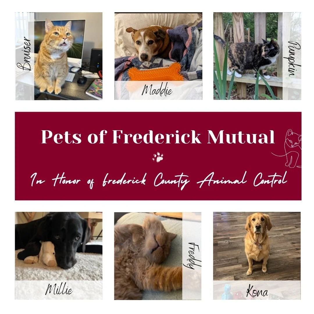 Frederick Mutual Pets Spotlight for Valentine's Week! — Frederick ...