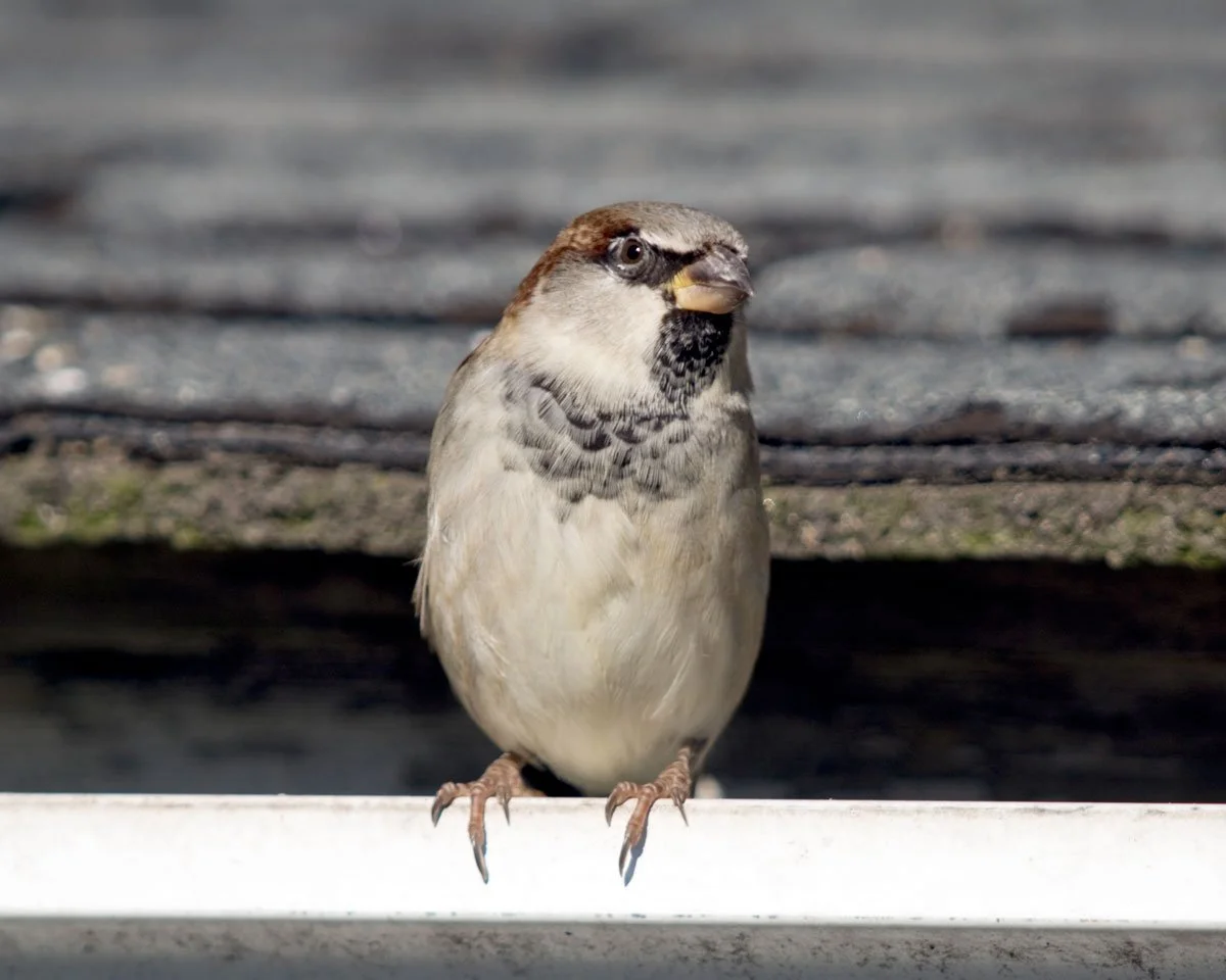 Leaf Exterminator — Benefits
