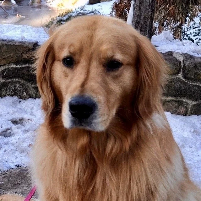Meet Our Dogs — Roxy Therapy Dogs