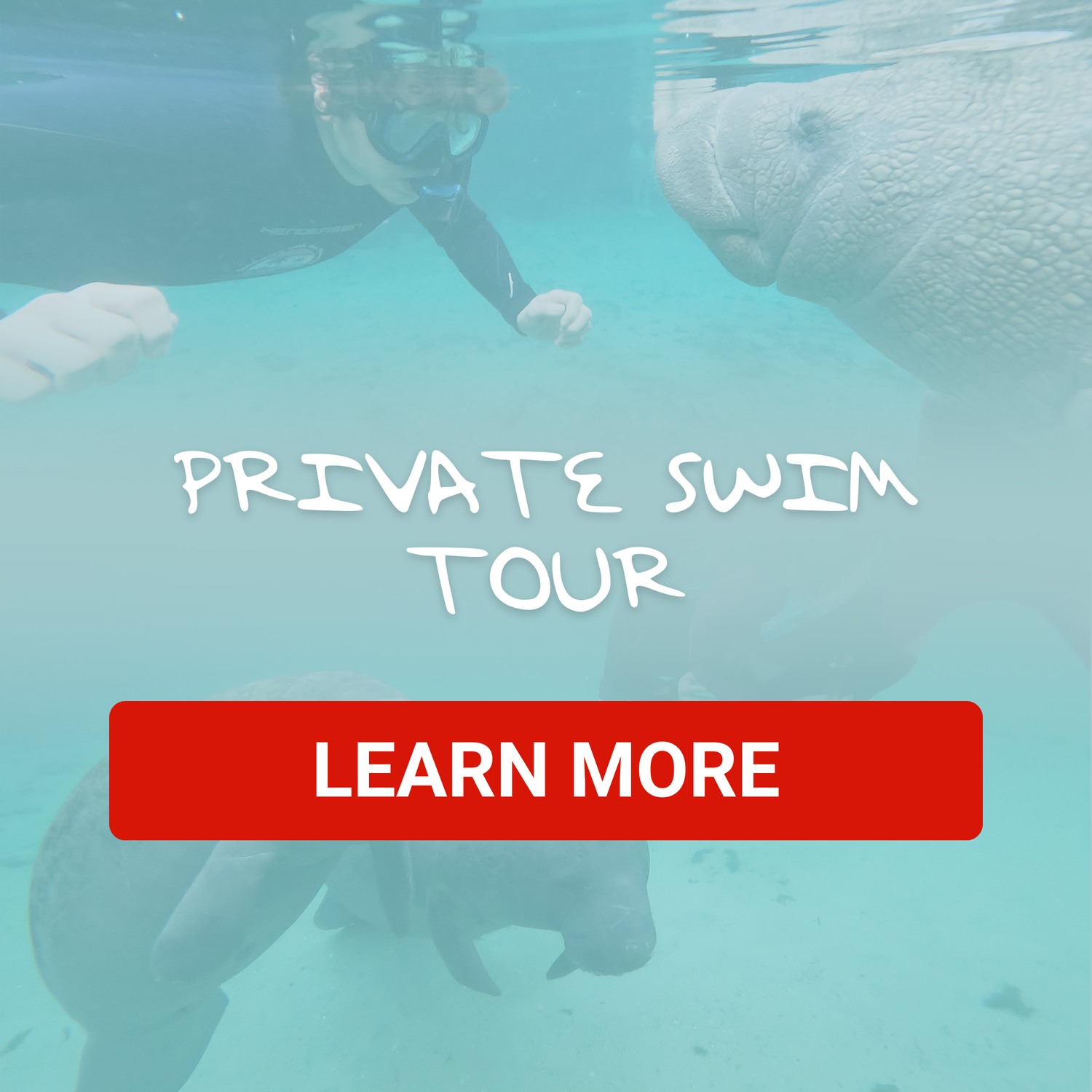 Manatee Swim Tour — Paddletail Waterfront Adventures