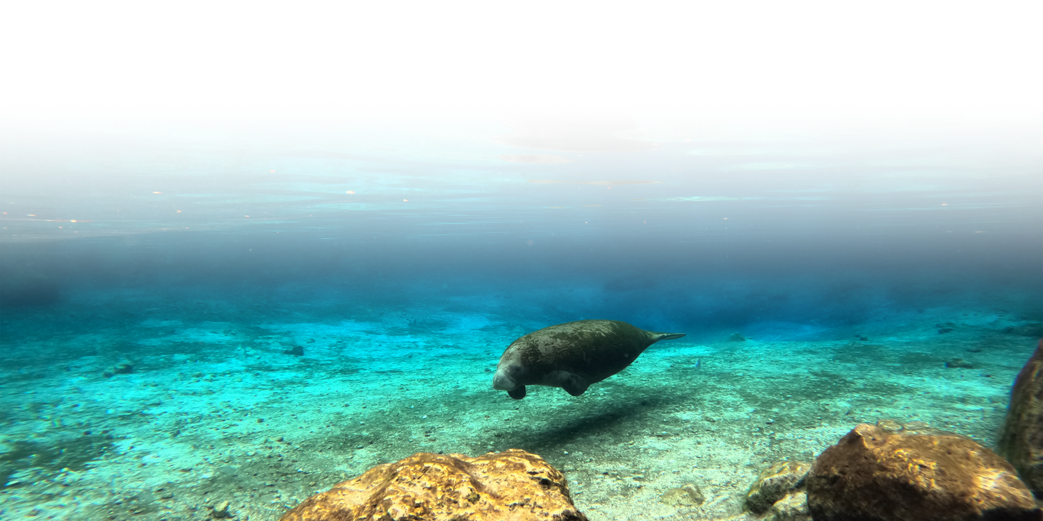 Scalloping Charters — Paddletail Waterfront Adventures