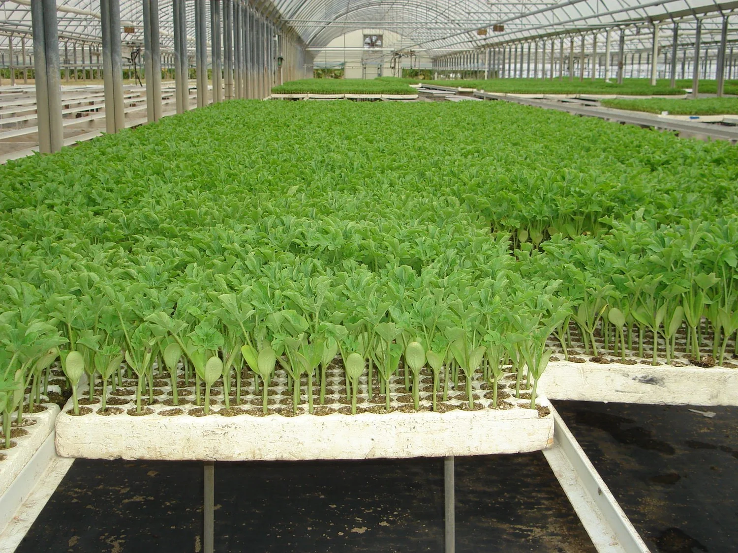 Lettuce Rafts — BP Grower - Beaver Thermal Solutions
