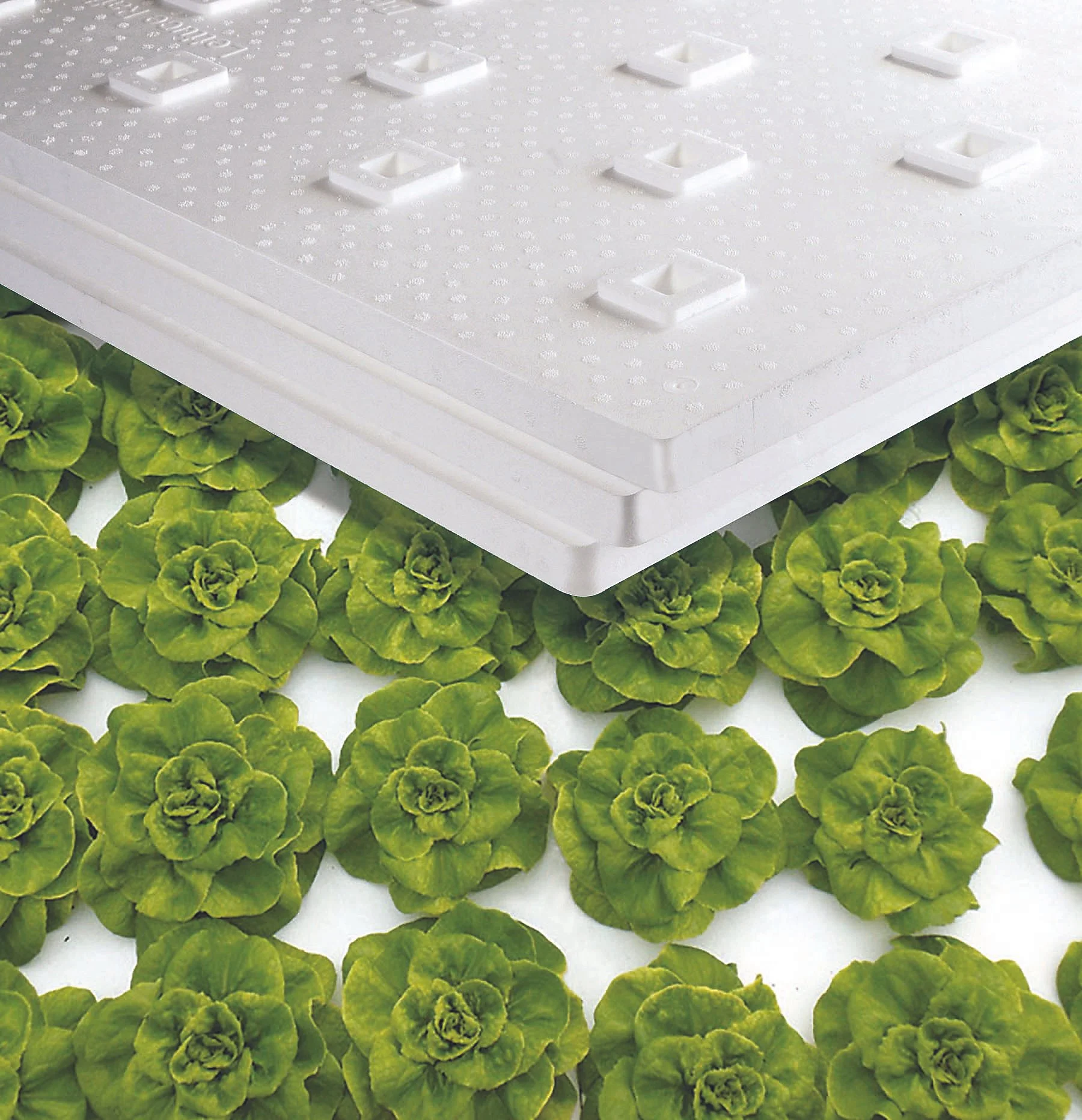 Lettuce Rafts — BP Grower - Beaver Thermal Solutions