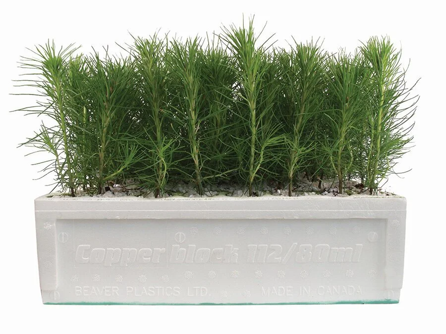 Styroblock Containers — BP Grower - Beaver Thermal Solutions