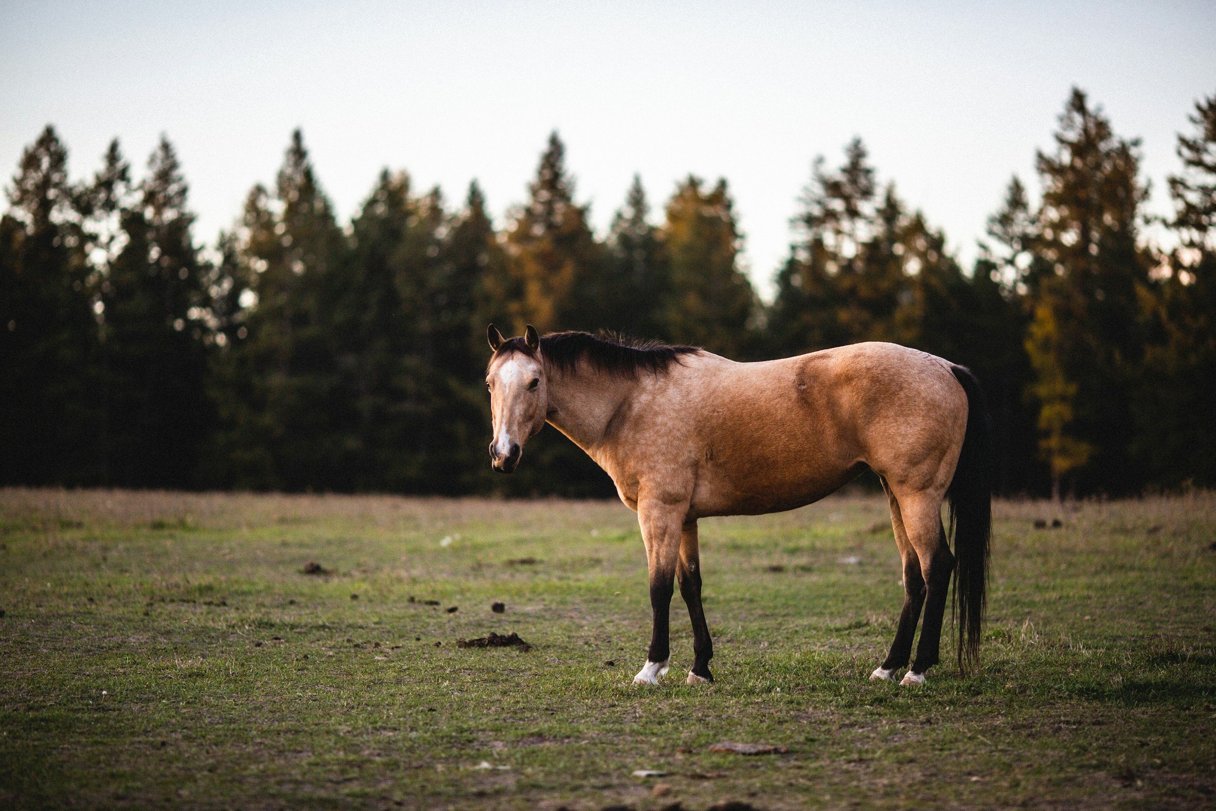 Gallop Forward Foundation