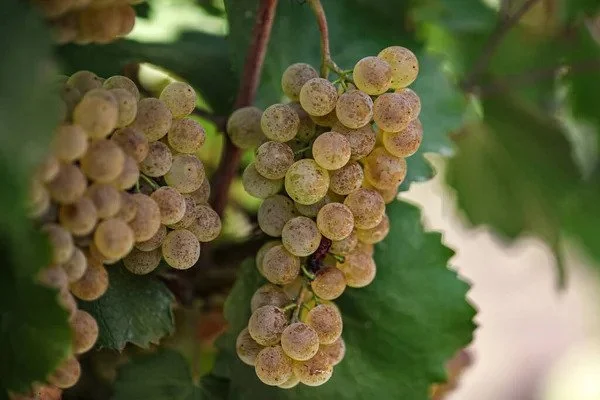 Discovering the Grapes Behind De-Alcoholized Sparkling Wines | Glimmer ...