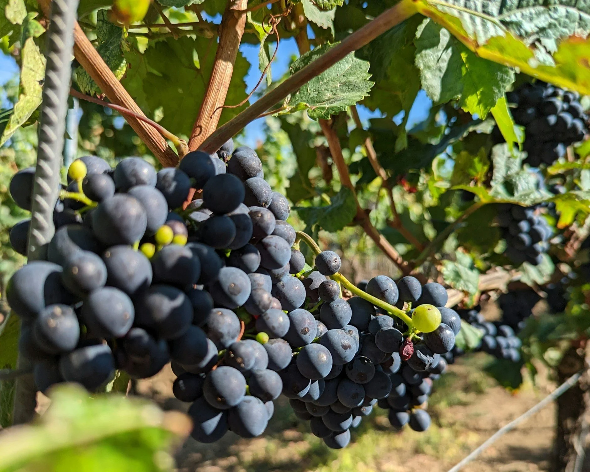 Discovering the Grapes Behind De-Alcoholized Sparkling Wines | Glimmer ...