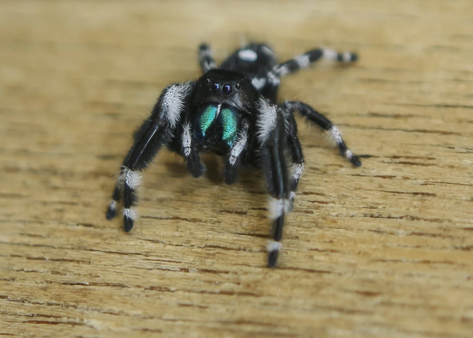 Ready to get a Spooder? — Your Bug Club