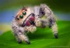 Ready to get a Spooder? — Your Bug Club