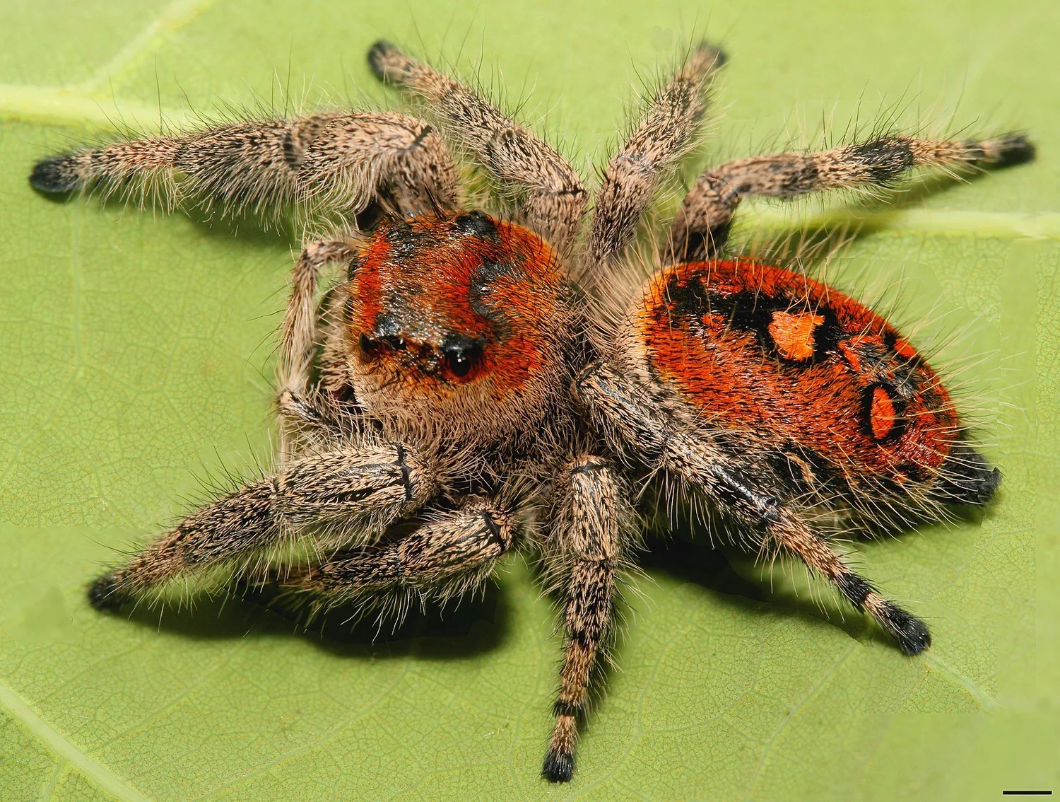 Ready to get a Spooder? — Your Bug Club