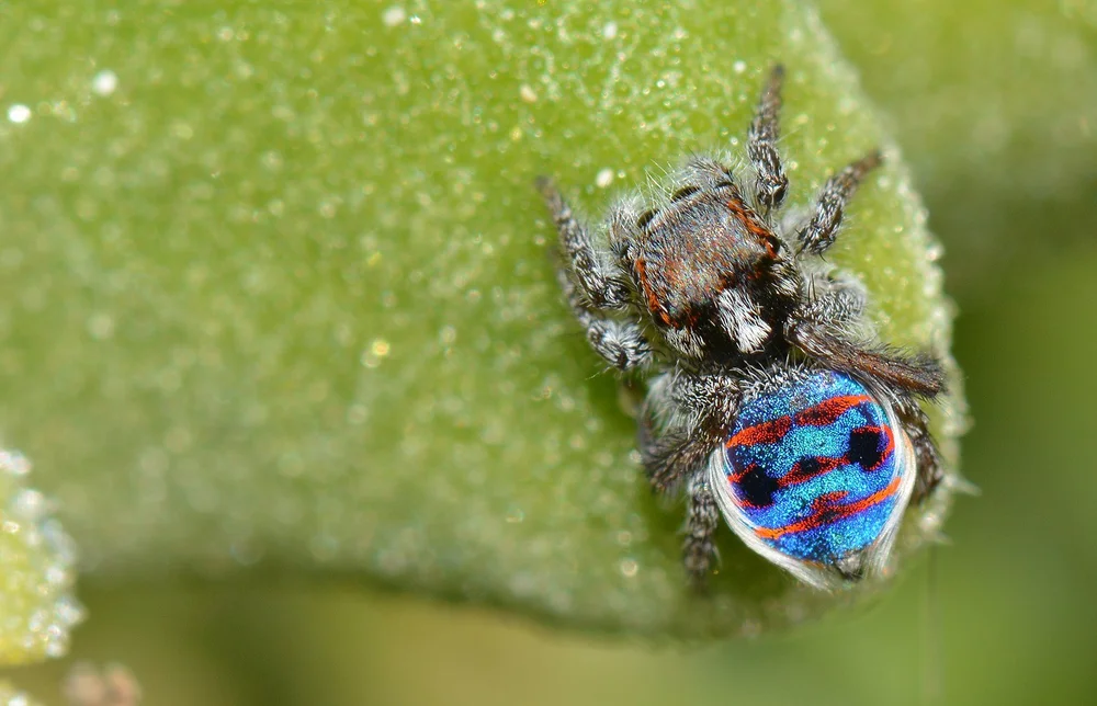 Ready to get a Spooder? — Your Bug Club