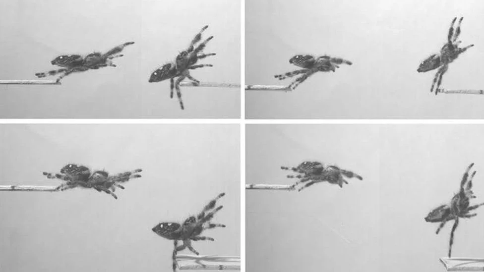 Ready to get a Spooder? — Your Bug Club