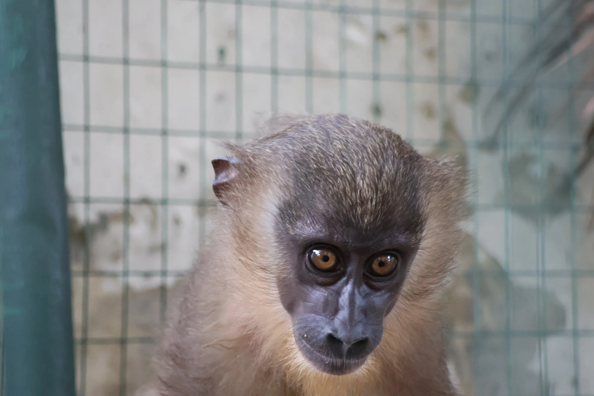 Drill Monkey: The Neglected Old-World Monkey — Shelly Shaurya Foundation