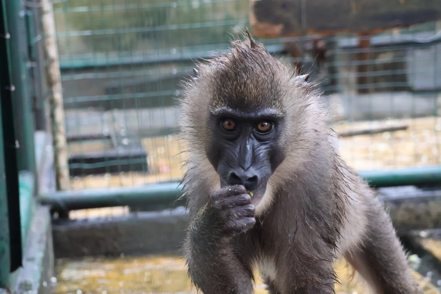 Drill Monkey: The Neglected Old-World Monkey — Shelly Shaurya Foundation