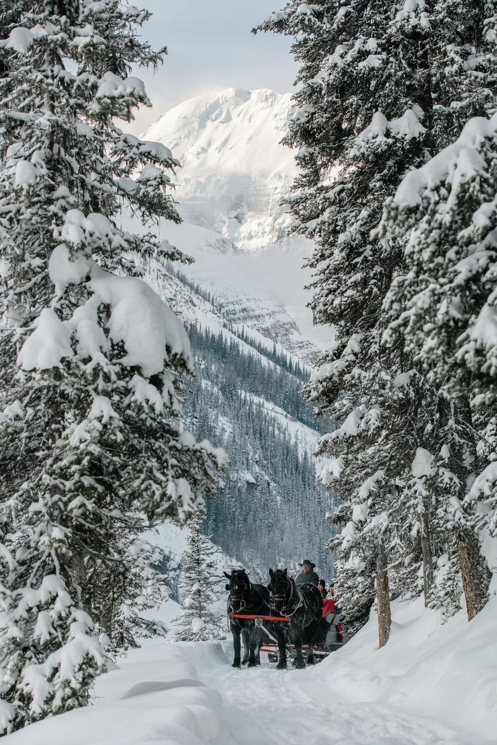 Winter Wonderland Magic - Experience the Rockies with our Winter Sleigh ...