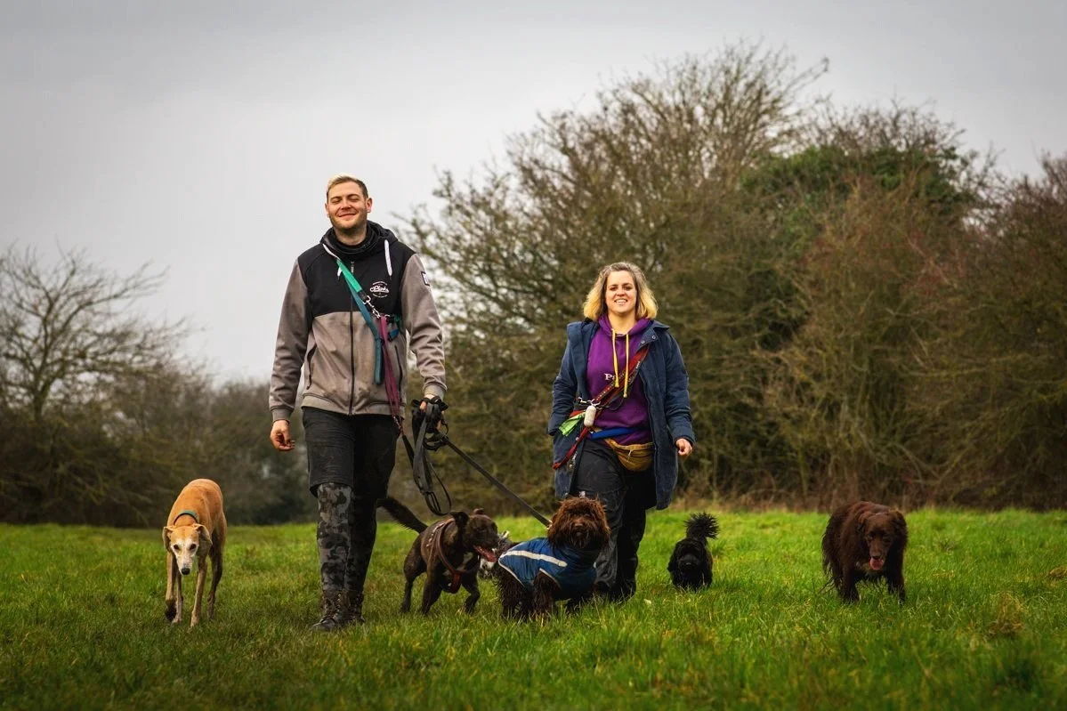 Expert Dog Walking & Training in London | How I Met Your Dog