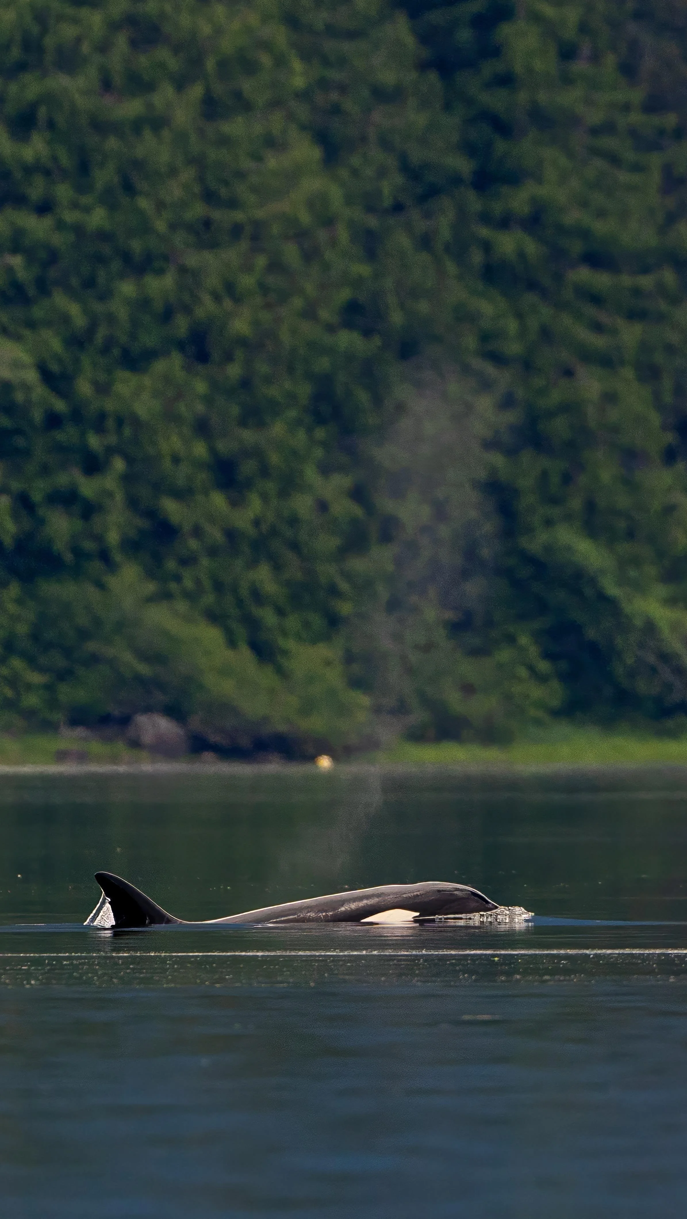 LUXURY RETREAT | BREAKWATER LODGE | BC WILDERNESS