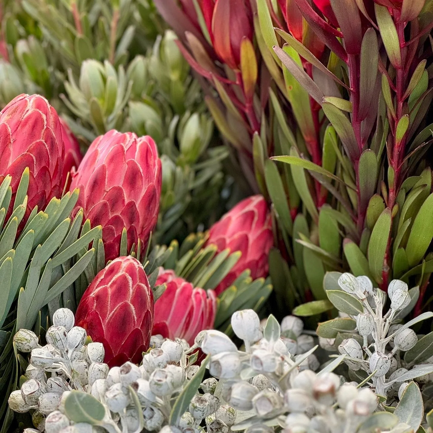 The Flower Market Perth - Florist At Herdsman Market Churchlands — The ...