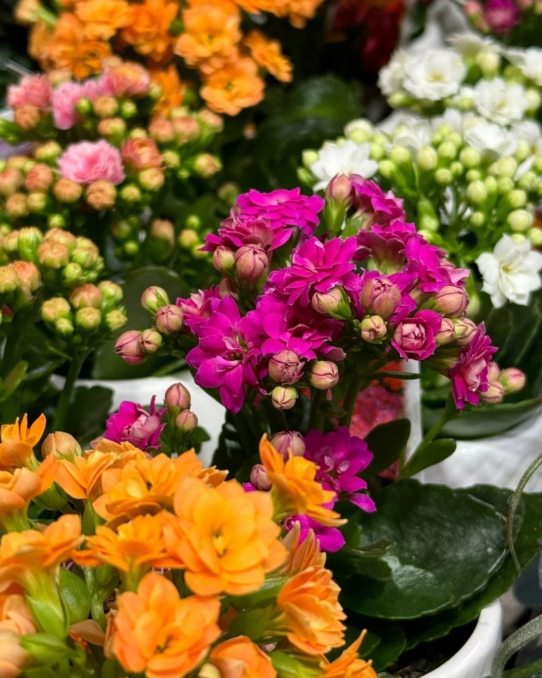 The Flower Market Perth - Florist at Herdsman Market Churchlands