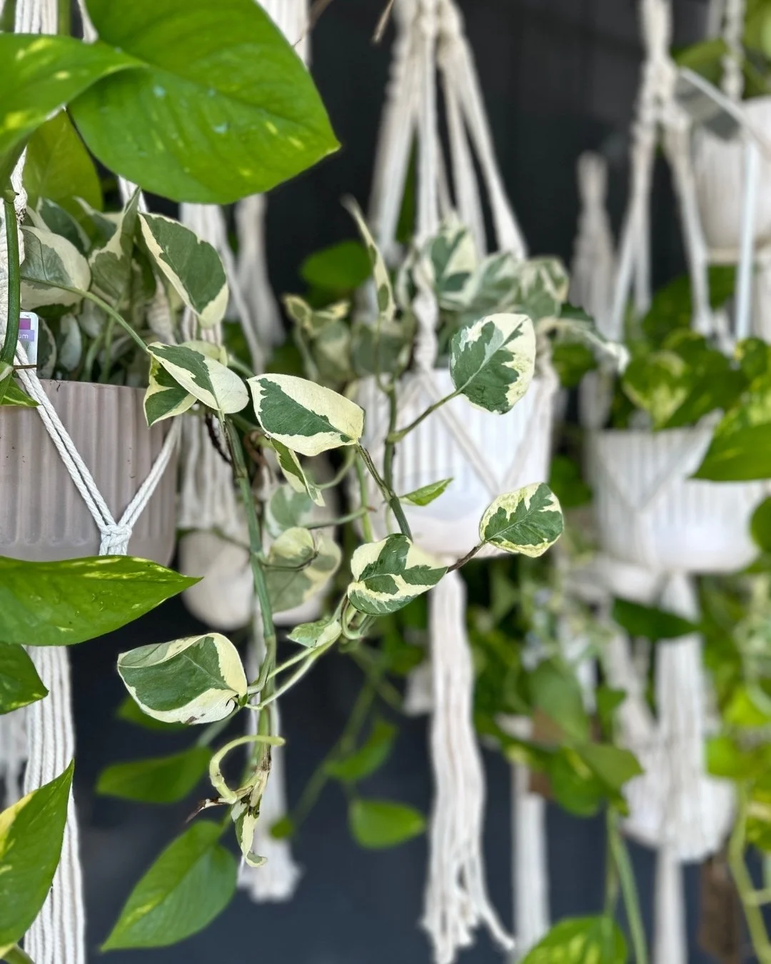 The Flower Market Perth - Florist at Herdsman Market Churchlands