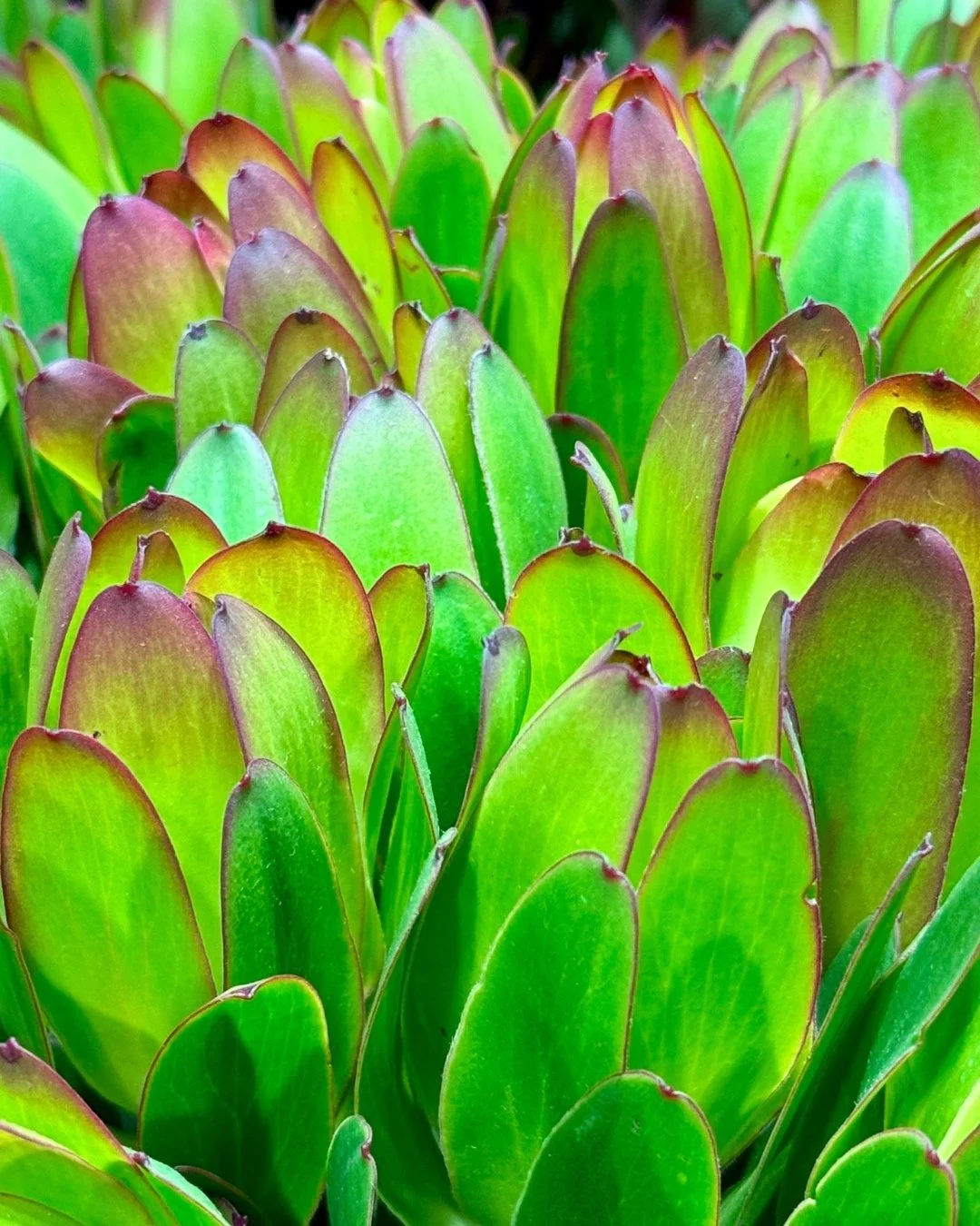 The Flower Market Perth - Florist at Herdsman Market Churchlands