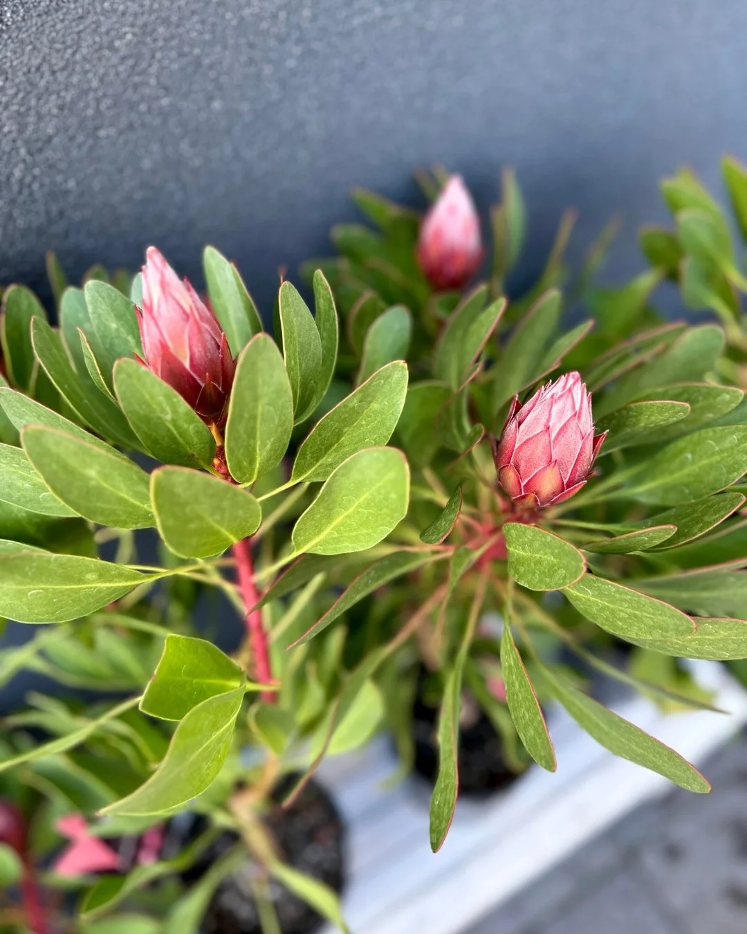 The Flower Market Perth - Florist at Herdsman Market Churchlands