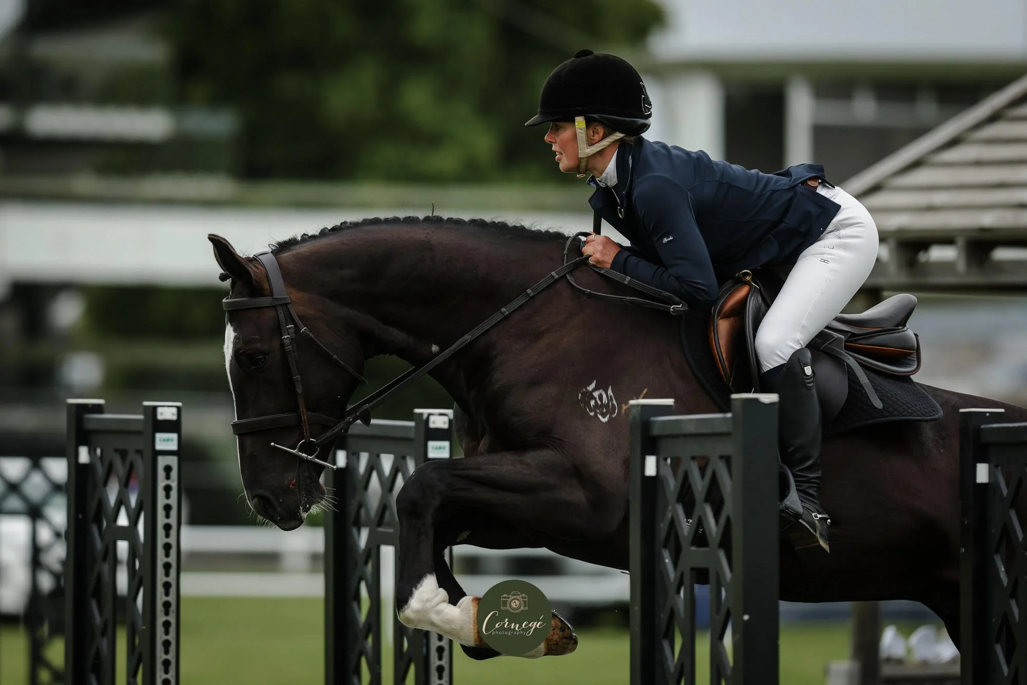 Competition Horses — Webb Show Jumping